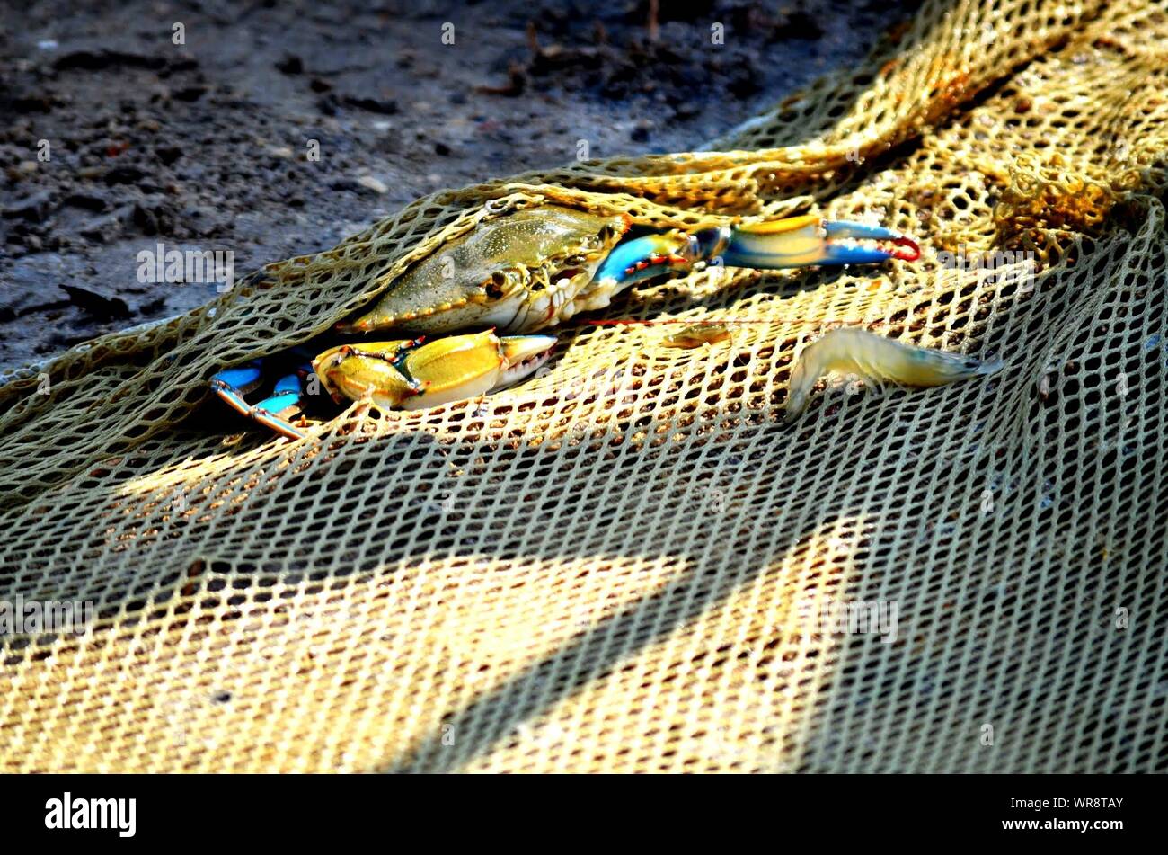 Shrimp beach hi-res stock photography and images - Alamy