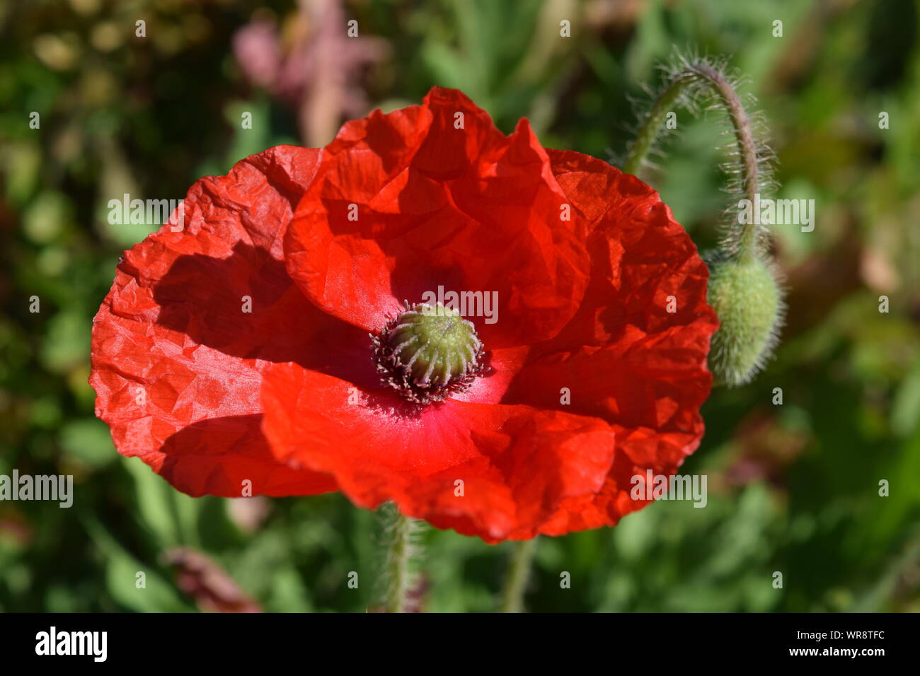 Two poppy flowers hi-res stock photography and images - Alamy