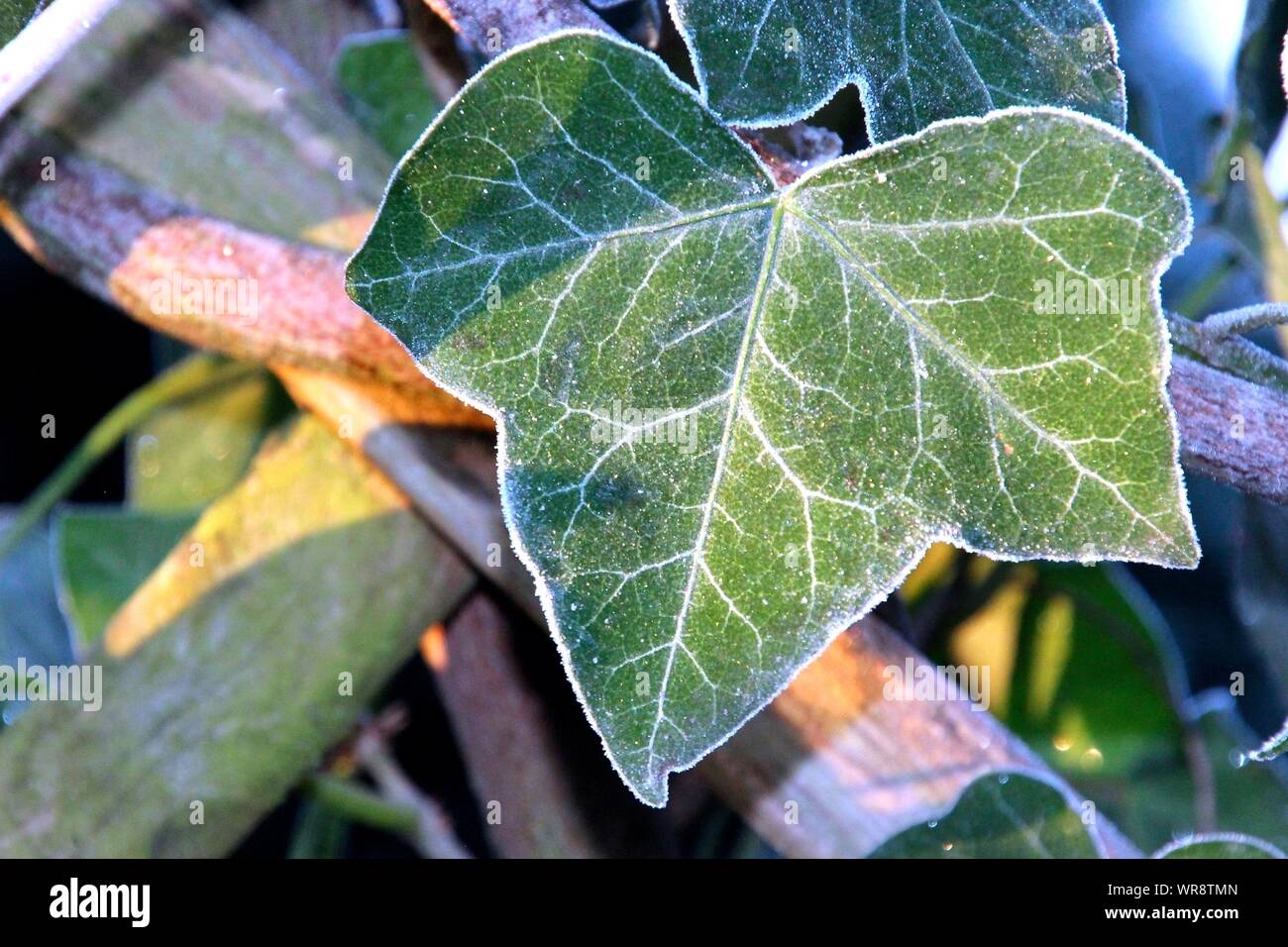 Veins on plant leaf hi-res stock photography and images - Alamy