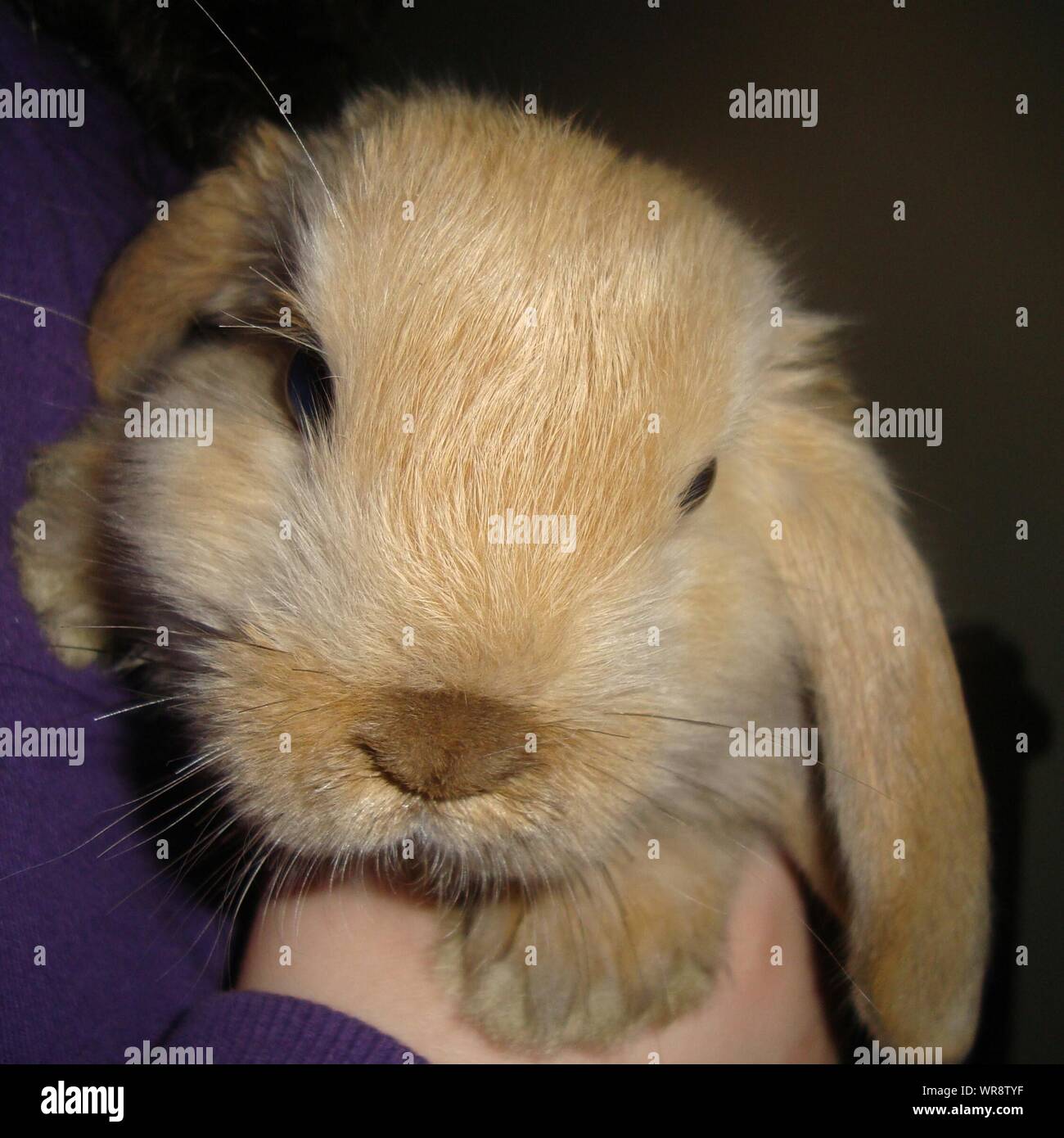 Rabbit Holding Hand High Resolution Stock Photography and Images - Alamy