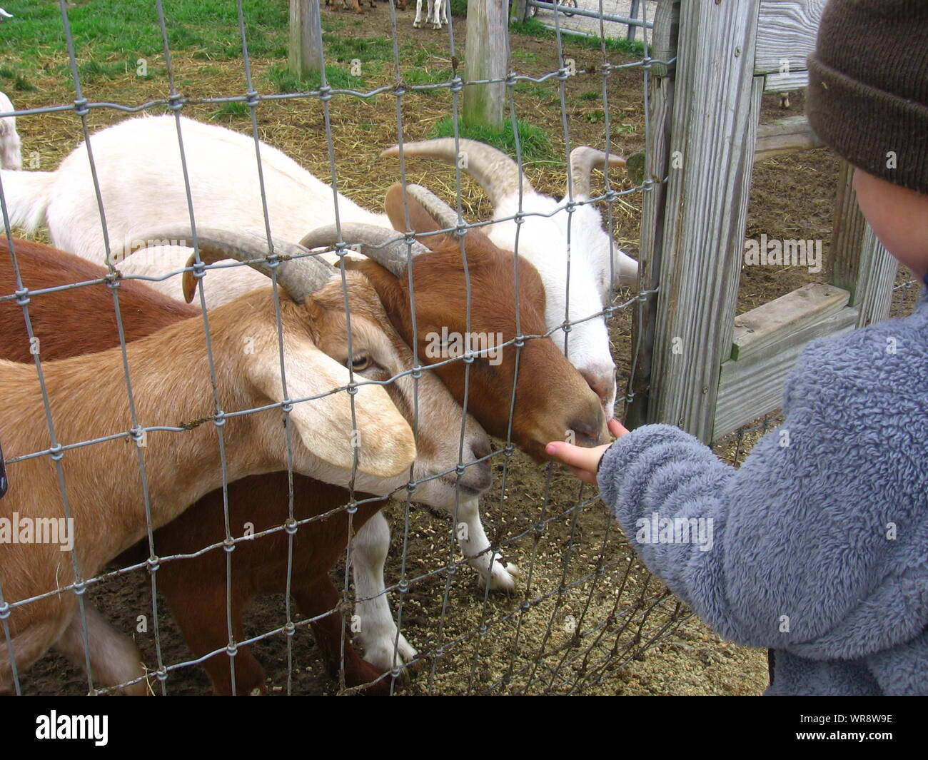 Child Touching Goat By Fence Stock Photo - Alamy