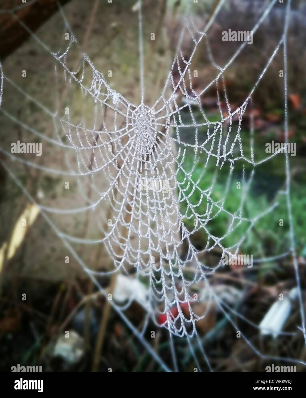 Spider web frozen hi-res stock photography and images - Alamy