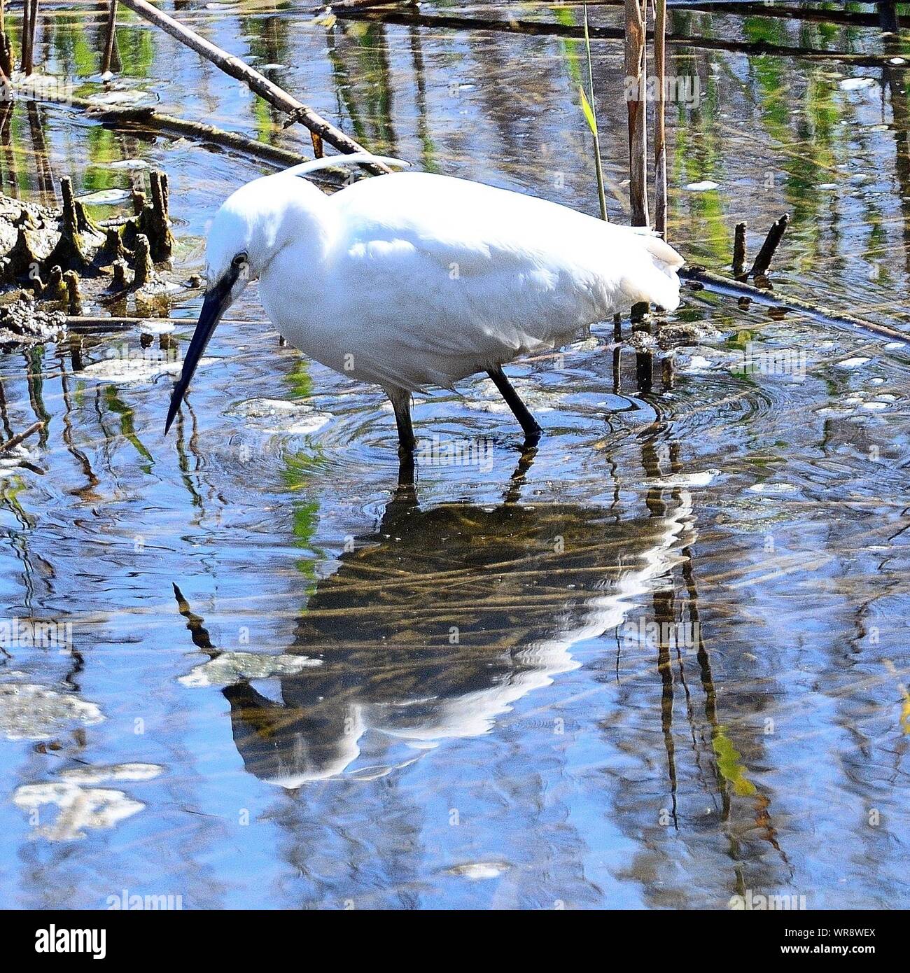 Swamp duck hi-res stock photography and images - Alamy