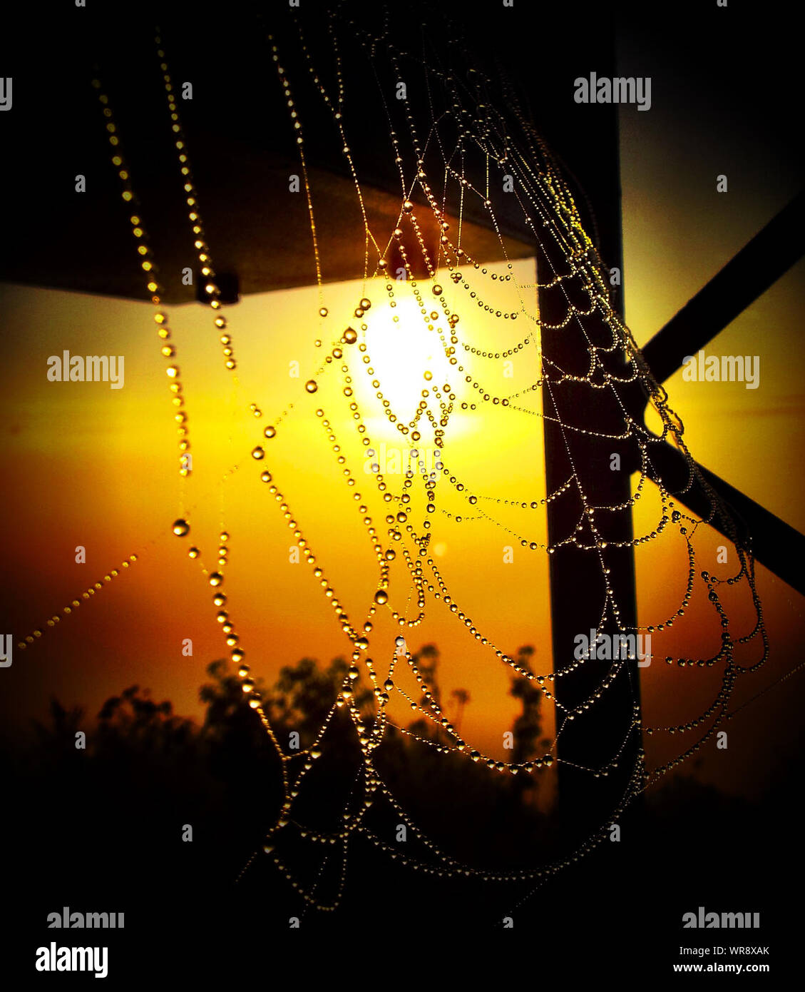 Orange spider web hi-res stock photography and images - Alamy
