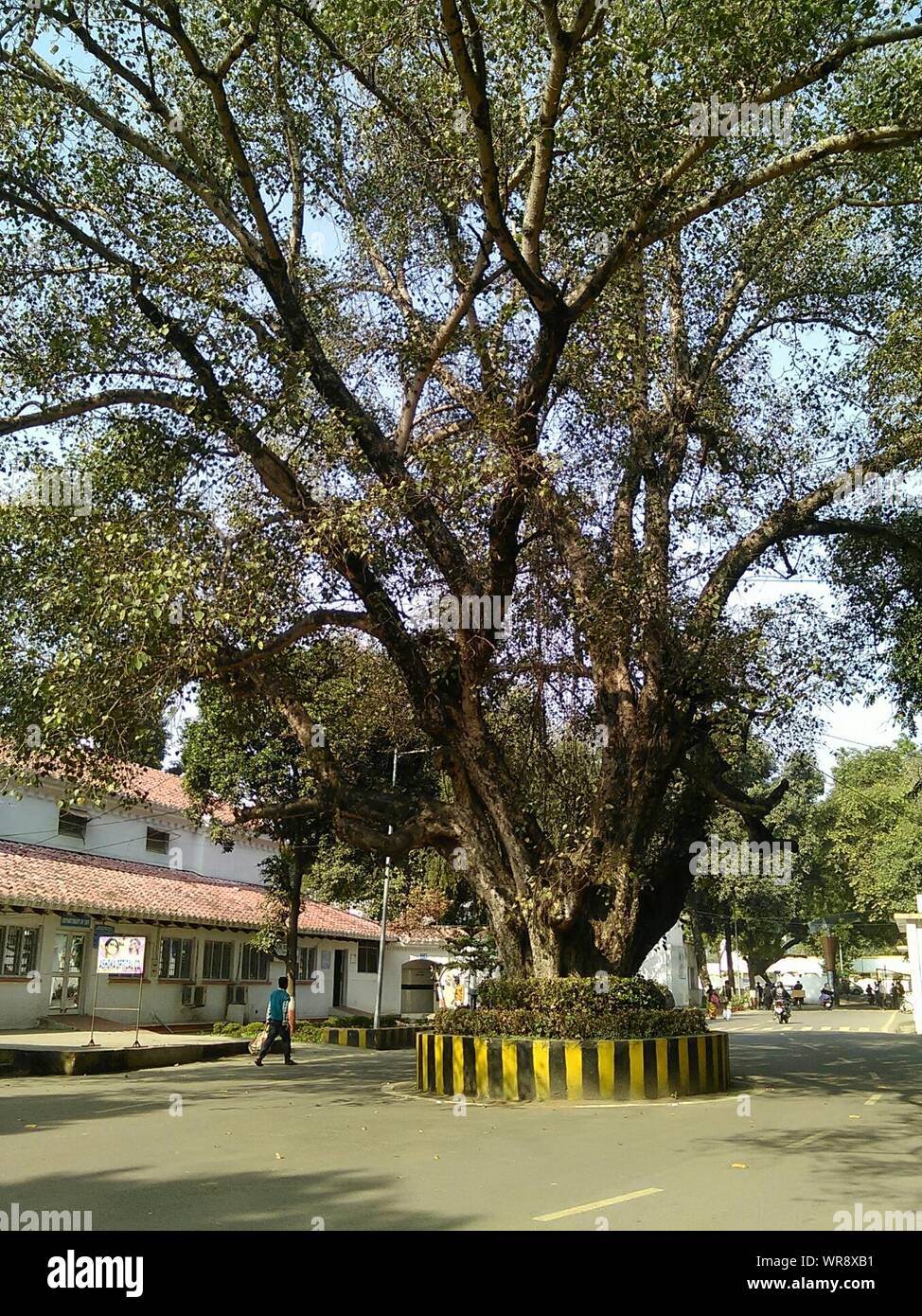 Tree in middle hi-res stock photography and images - Alamy