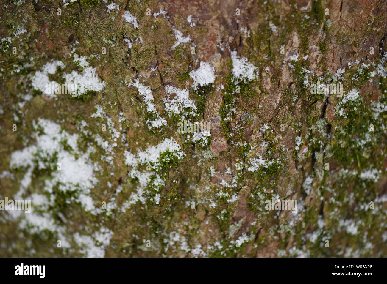 Tree bark in winter, covered with moss and sprinkled with snow Stock ...