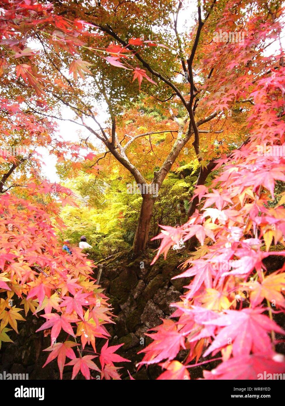 Field Maple Trees High Resolution Stock Photography and Images - Alamy
