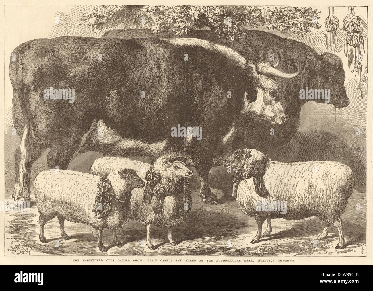 Prize sheep hi-res stock photography and images - Alamy