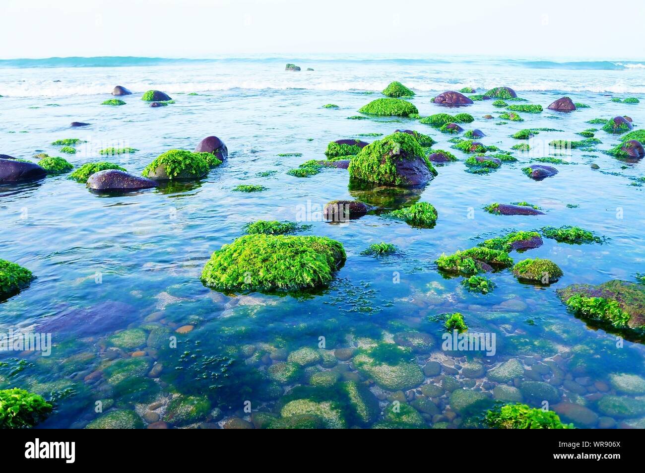 Moss covered rocks in sea hi-res stock photography and images - Alamy