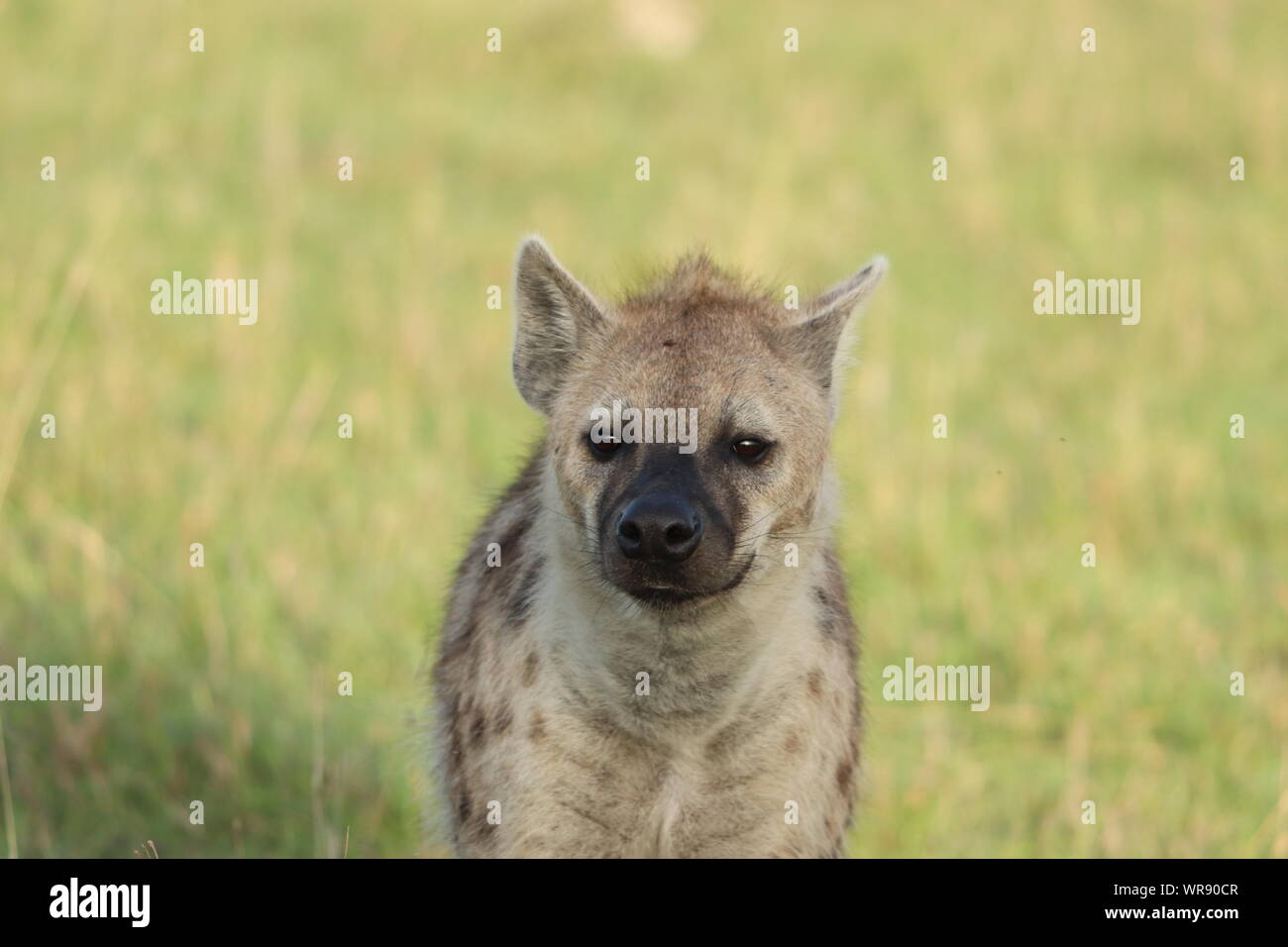 Spotted hyena (crocuta crocuta) face closeup, Masai Mara National Park ...