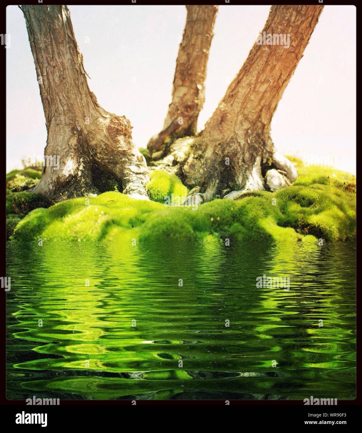 The three trees hi-res stock photography and images - Alamy