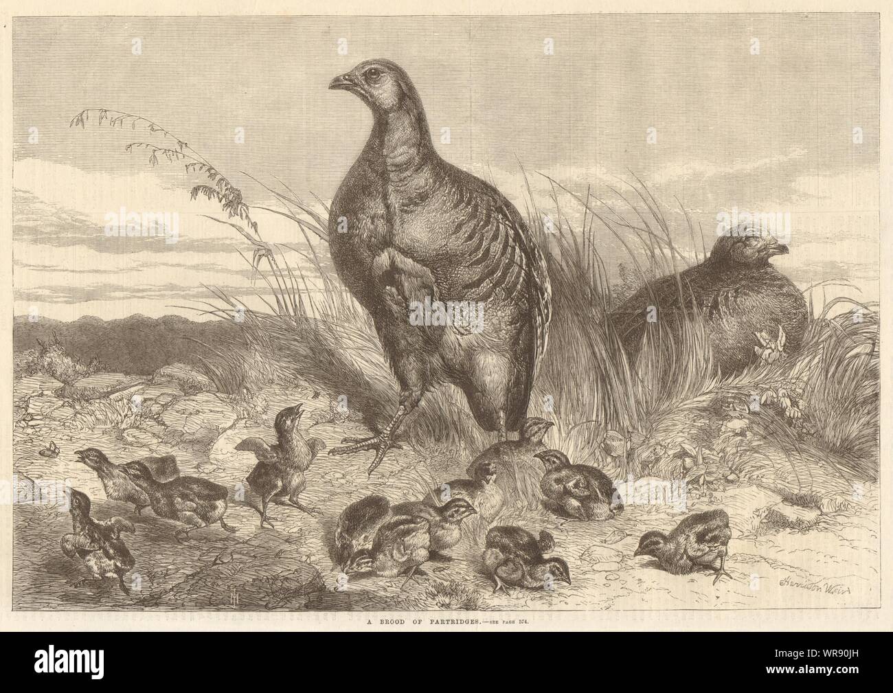 A brood of Partridges. Birds. Birds 1869 antique ILN full page print ...