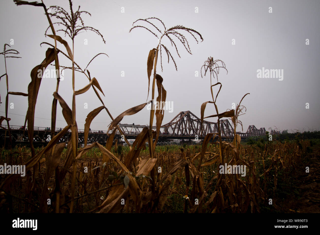 A view of Long Bien Bridge through cornfields, Hanoi, Vietnam Stock ...