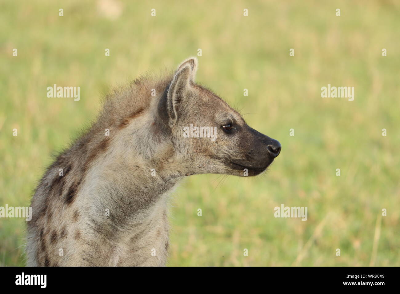 Spotted hyena (crocuta crocuta) face closeup, Masai Mara National Park ...
