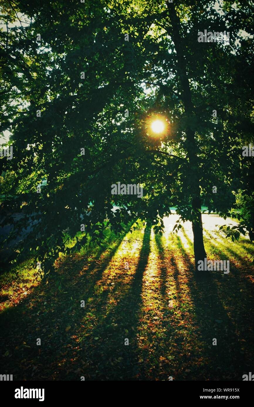 Sun through trees person hi-res stock photography and images - Alamy