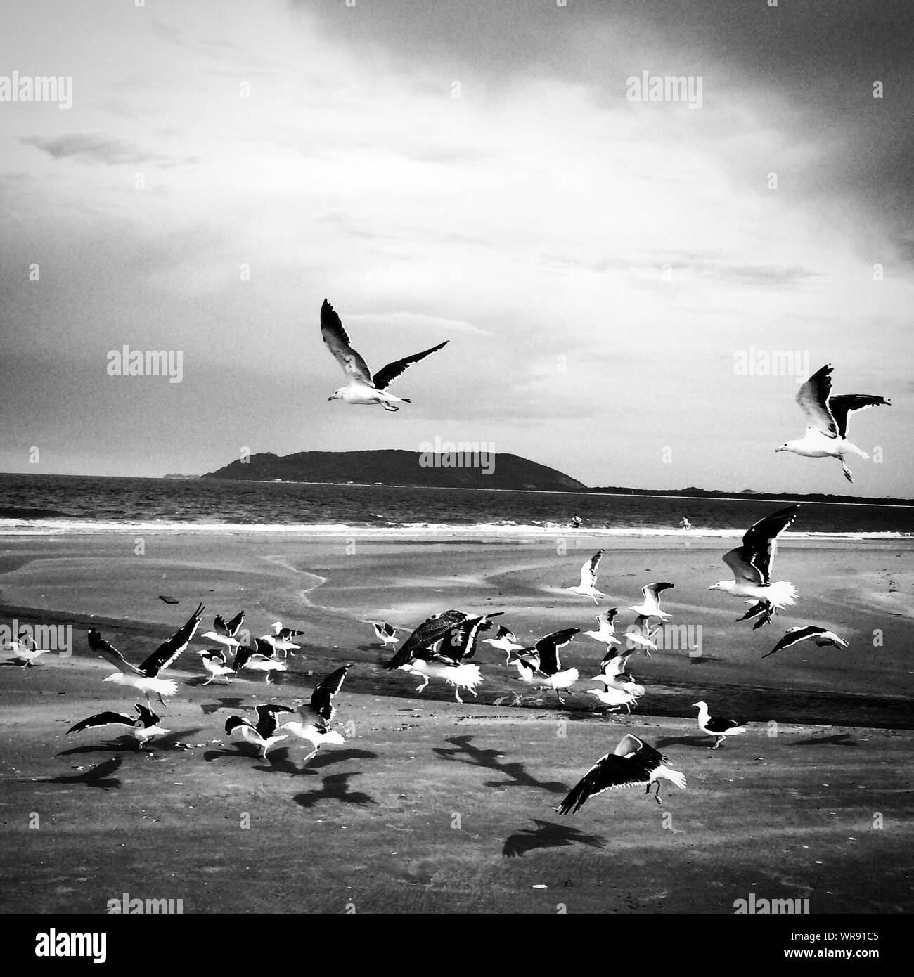 Birds flying seagulls with wild animals with nature and wings Black and ...