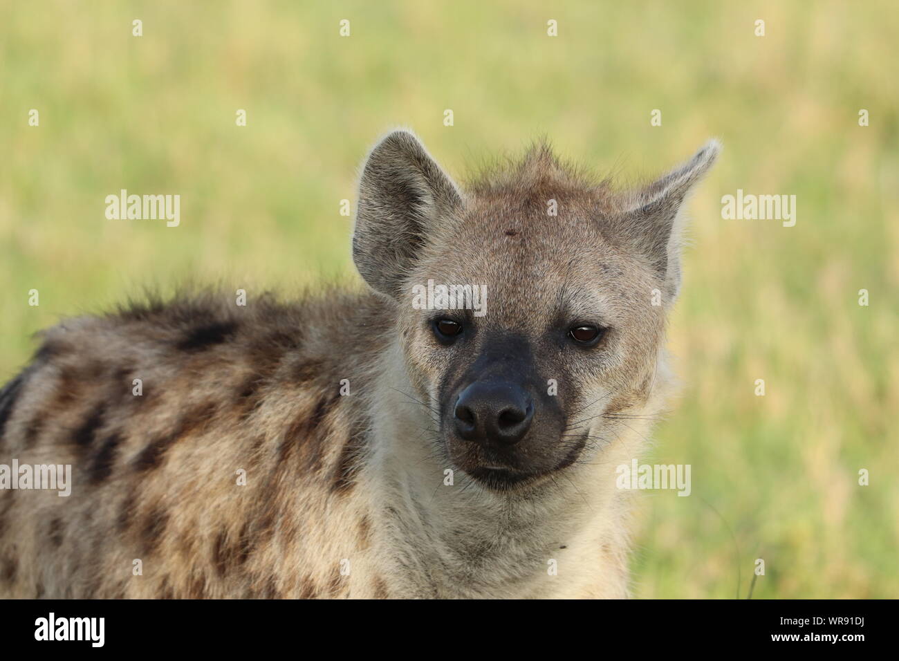 Spotted hyena (crocuta crocuta) face closeup, Masai Mara National Park ...