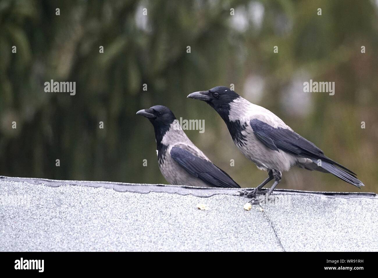 Gray crows hi-res stock photography and images - Alamy