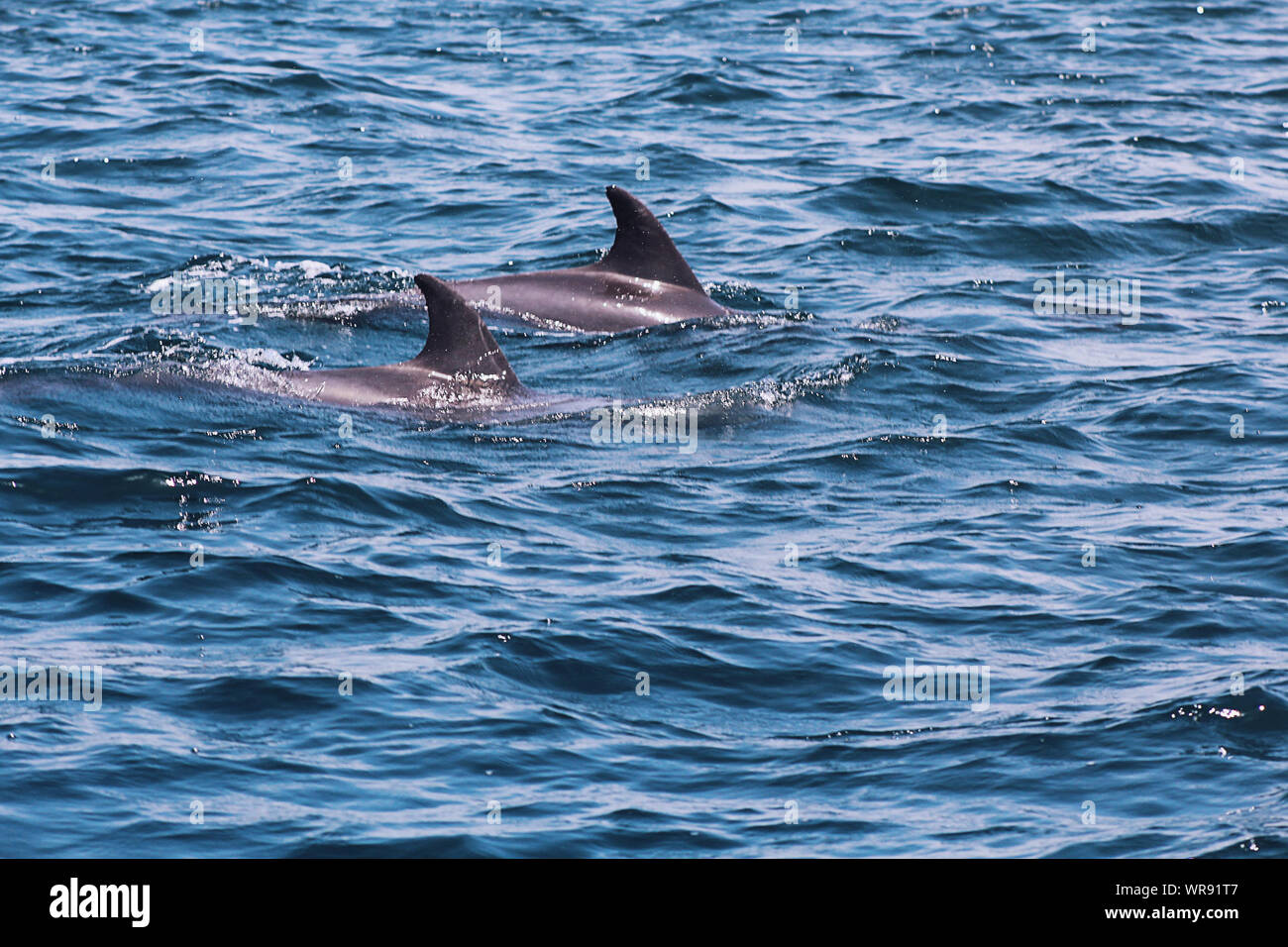 Two sharks swimming hi-res stock photography and images - Alamy