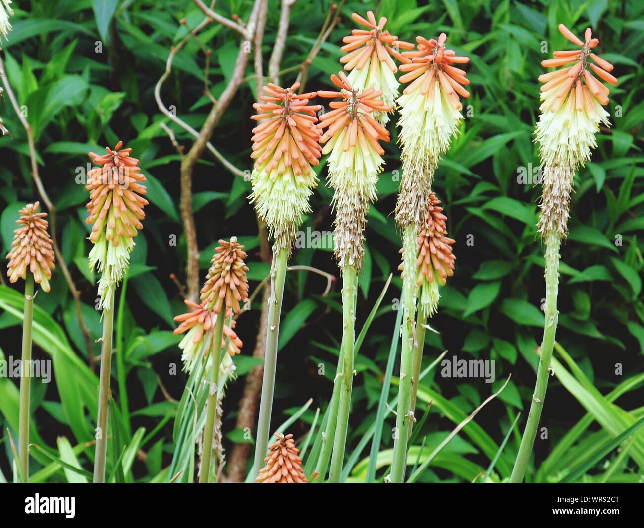 Orange Torch High Resolution Stock Photography and Images - Alamy