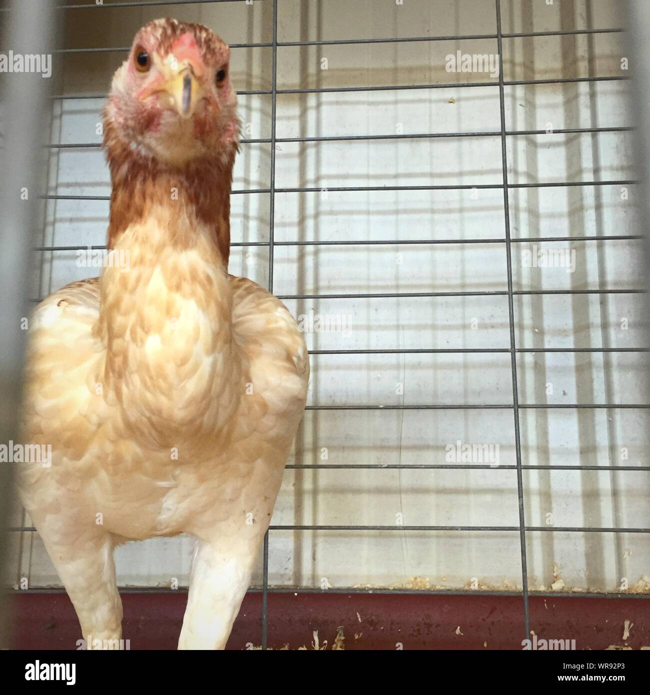 Chicken standing and looking hi-res stock photography and images - Alamy
