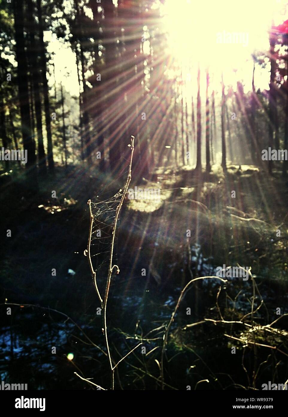 Sunbeams flare hi-res stock photography and images - Alamy