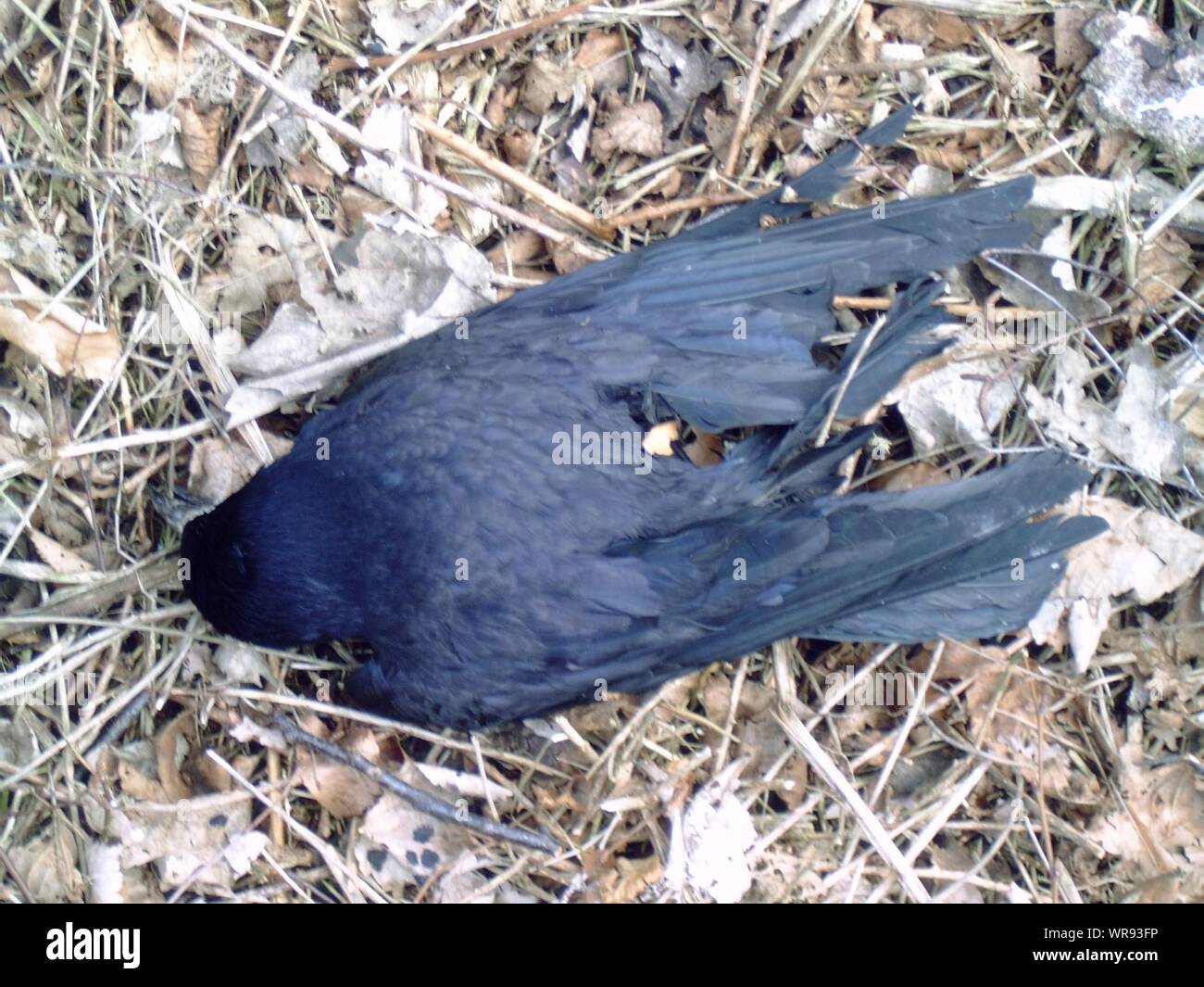 Black bird dead hi-res stock photography and images - Alamy