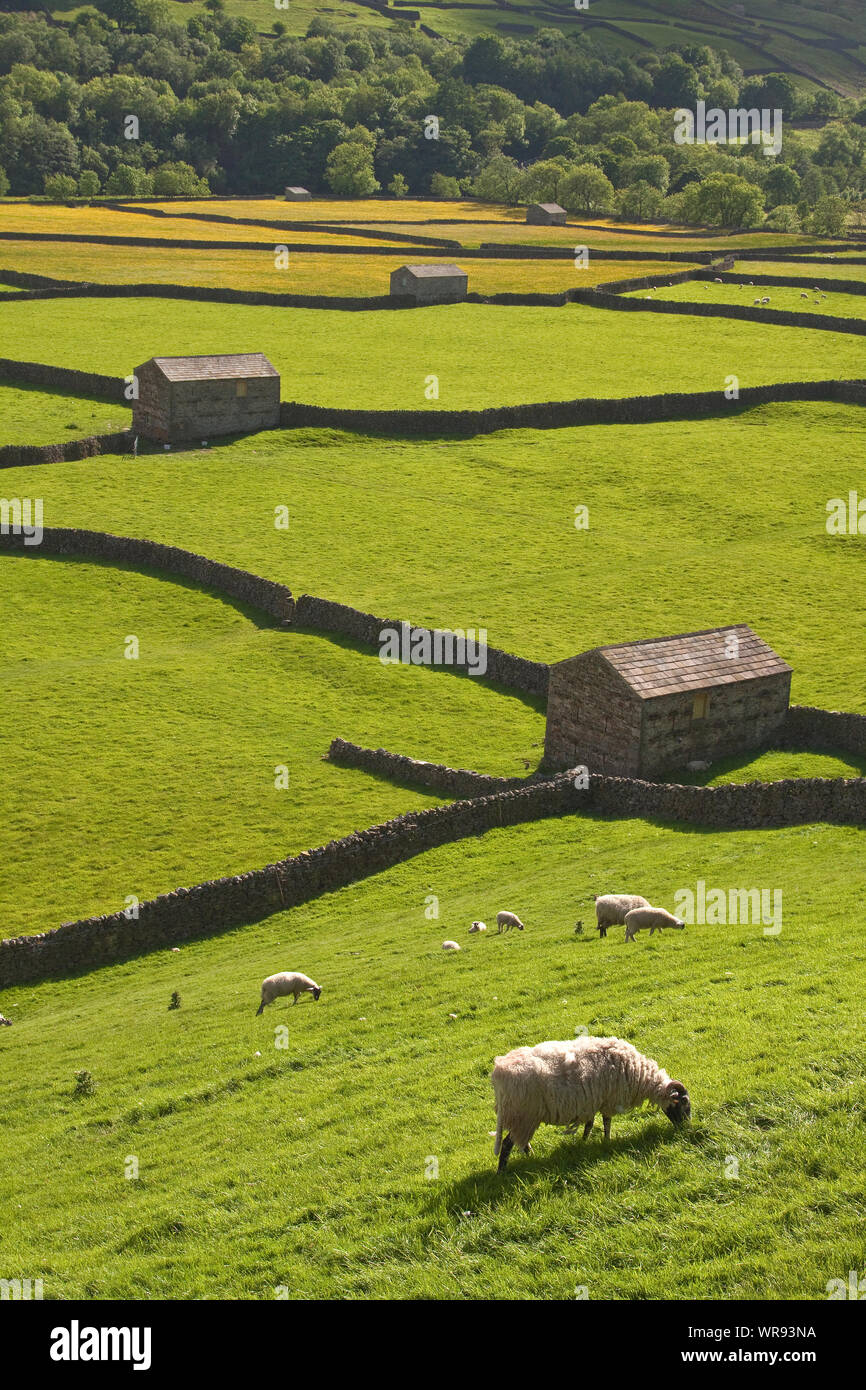 Gunnerside Swaledale hay meadows with sheep Stock Photo - Alamy