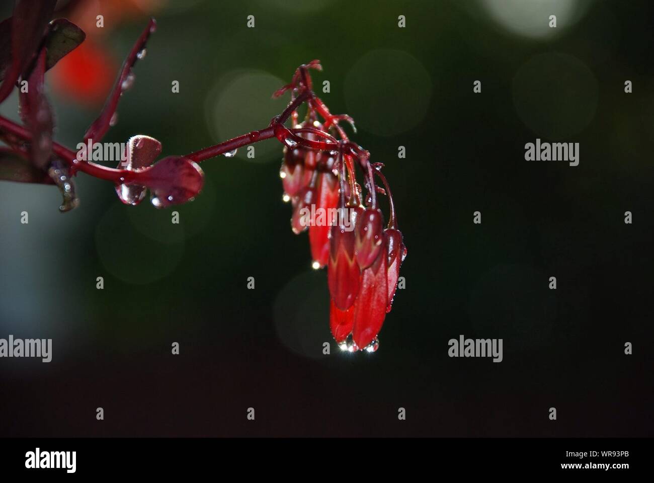 Red Hanging Flowers High Resolution Stock Photography and Images - Alamy