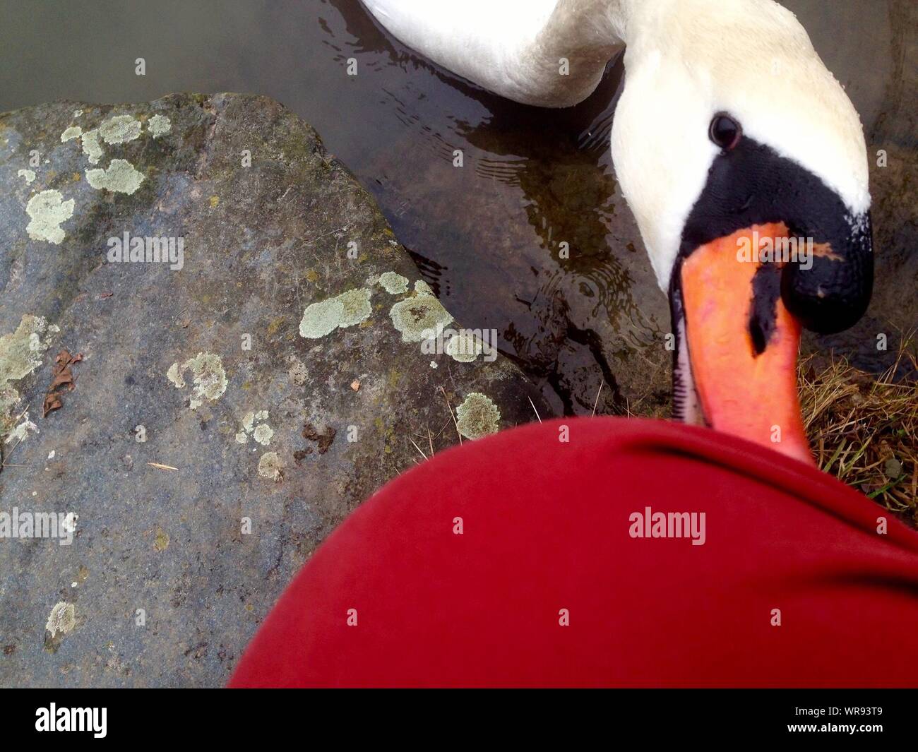 Human swan hi-res stock photography and images - Alamy