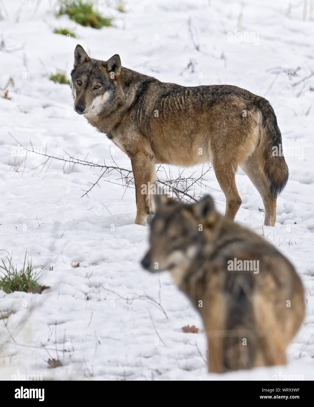 Wolves snow hi-res stock photography and images - Alamy