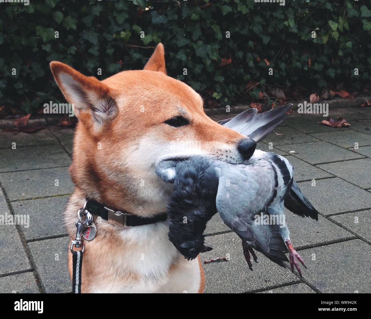 Dog and pigeon hi-res stock photography and images - Alamy