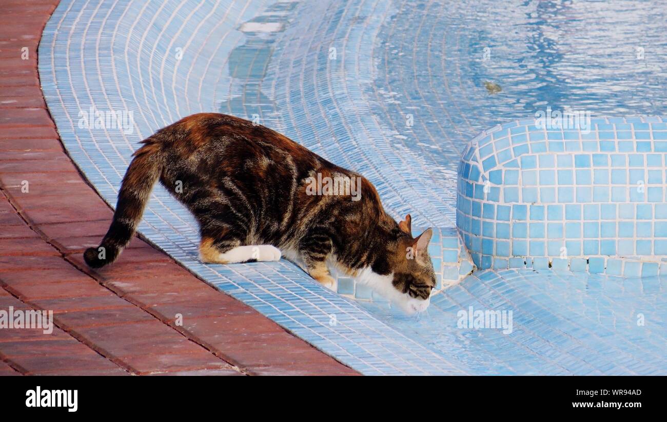 Cat pool hi-res stock photography and images - Alamy