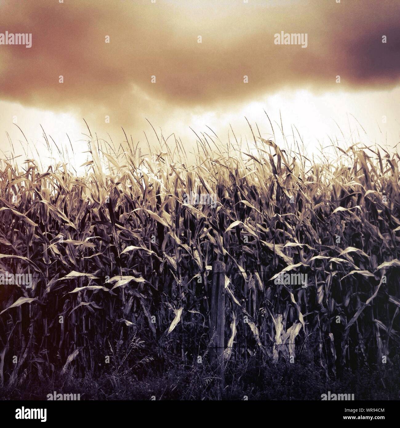 Sepia Image High Resolution Stock Photography and Images - Alamy
