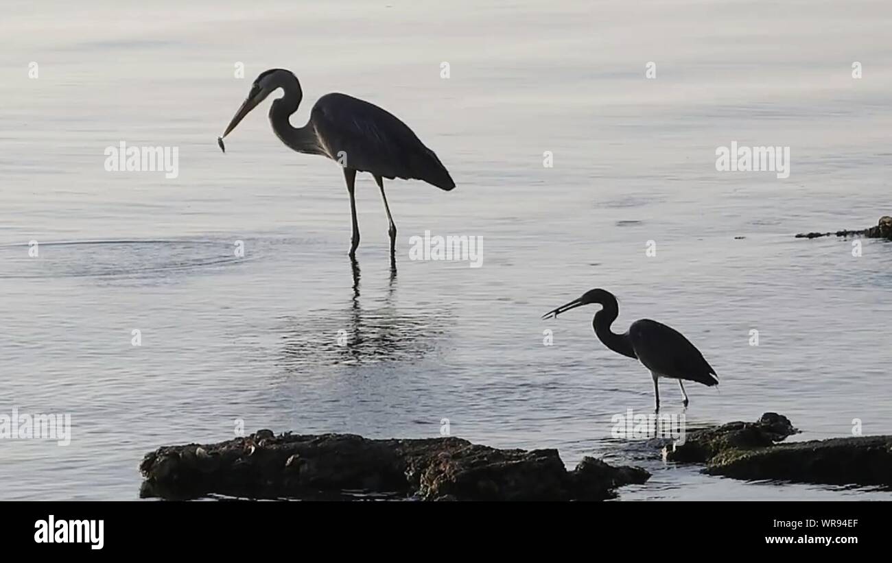 Rippled water with wading bird hi-res stock photography and images - Alamy