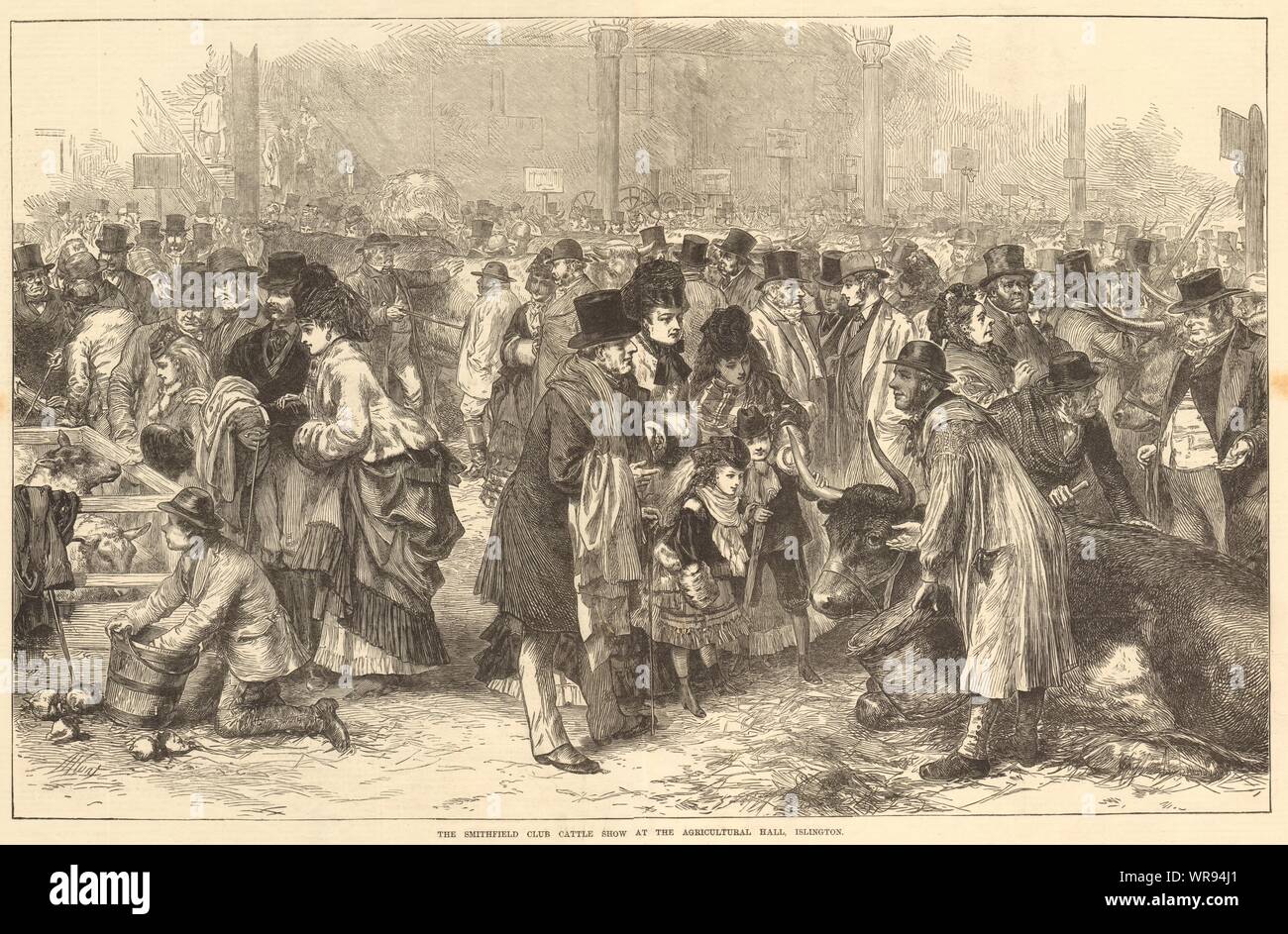 Cattle show agricultural hall hi-res stock photography and images - Alamy