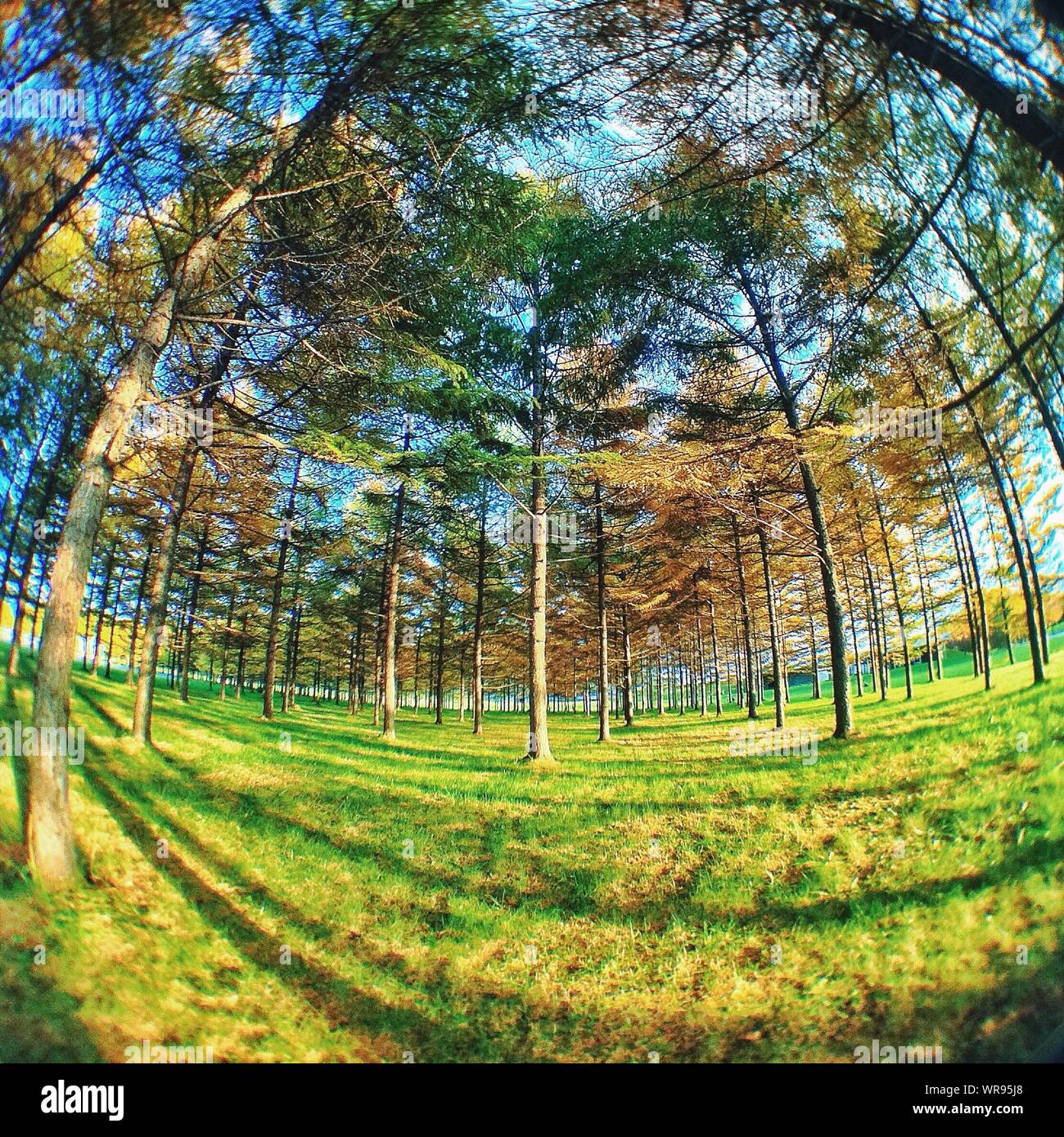 Lens trees hi-res stock photography and images - Alamy