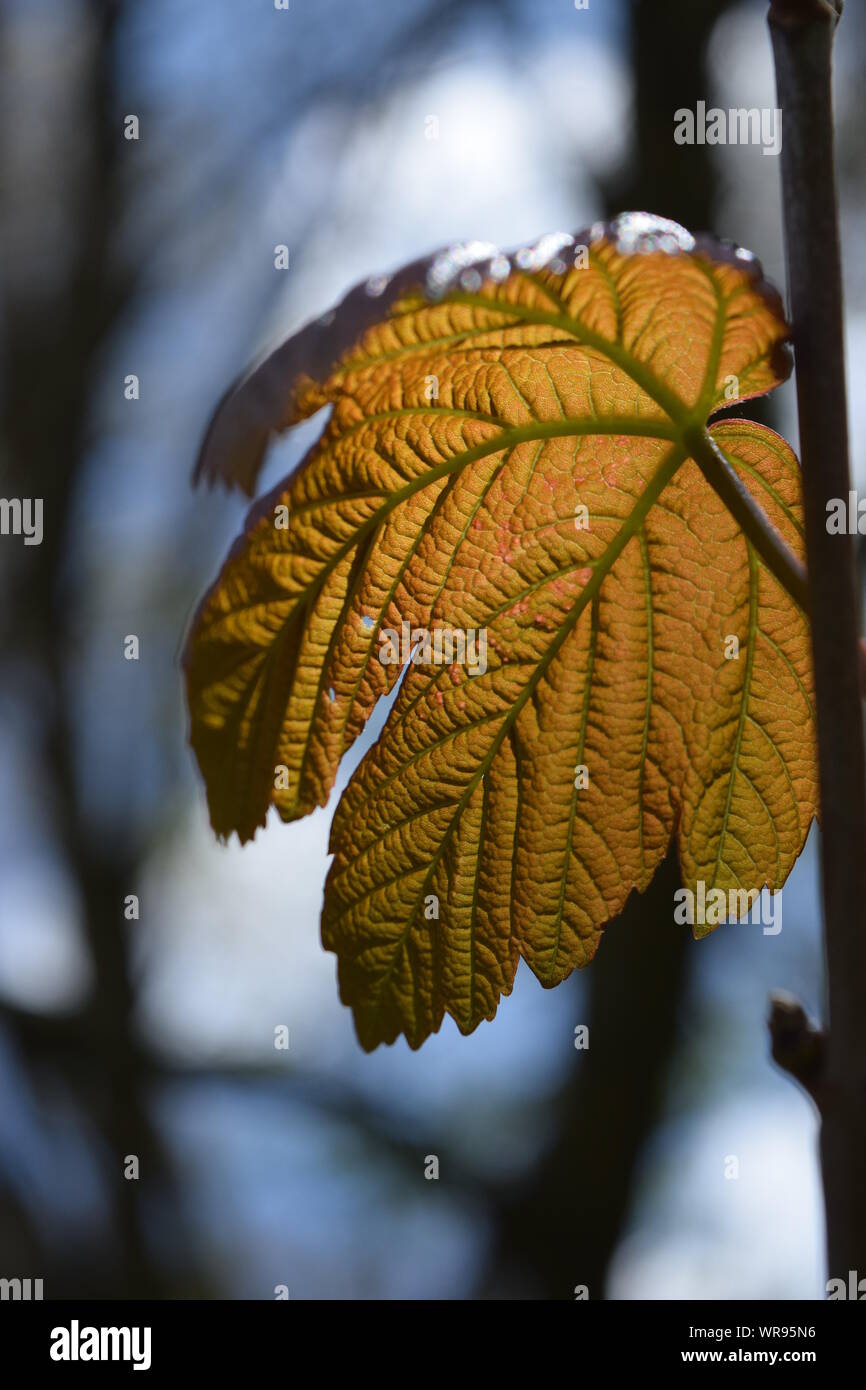Budding leaf hi-res stock photography and images - Alamy