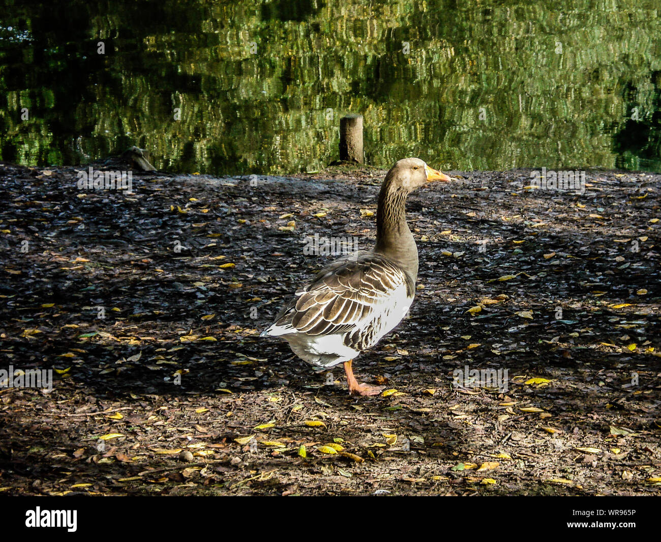 Falling duck hi-res stock photography and images - Alamy