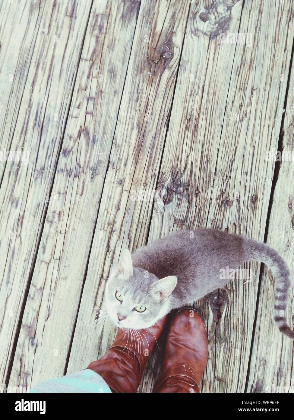 Feet of cat hi-res stock photography and images - Alamy
