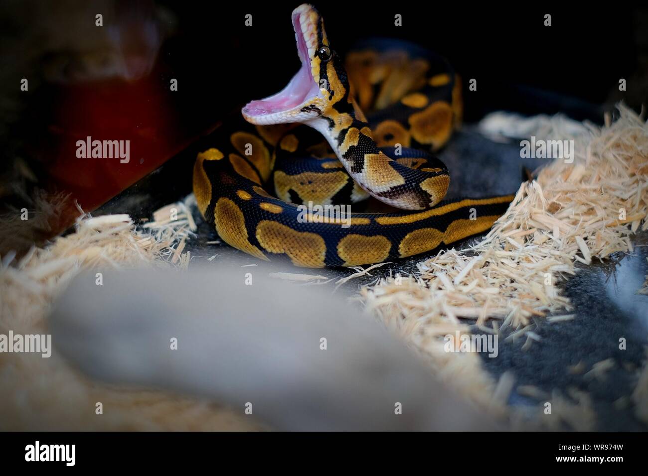 Close up snake open mouth hi-res stock photography and images - Alamy