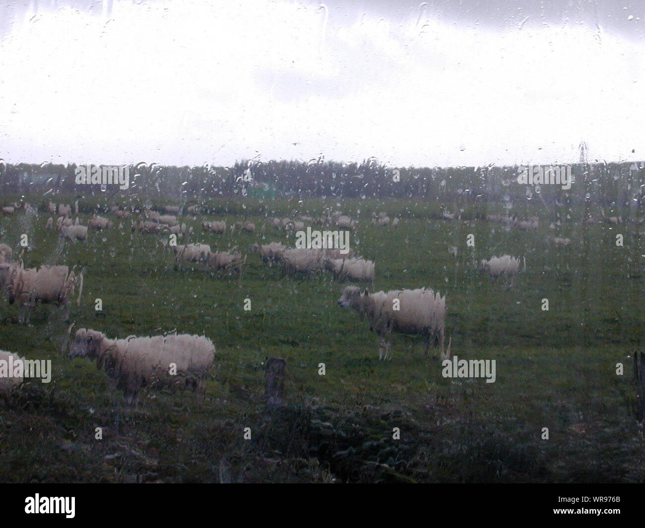 Glass sheep hi-res stock photography and images - Alamy