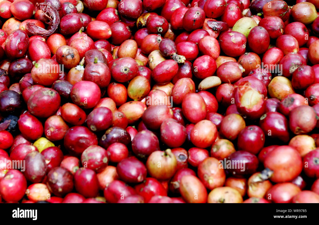Ripe beans hi-res stock photography and images - Alamy
