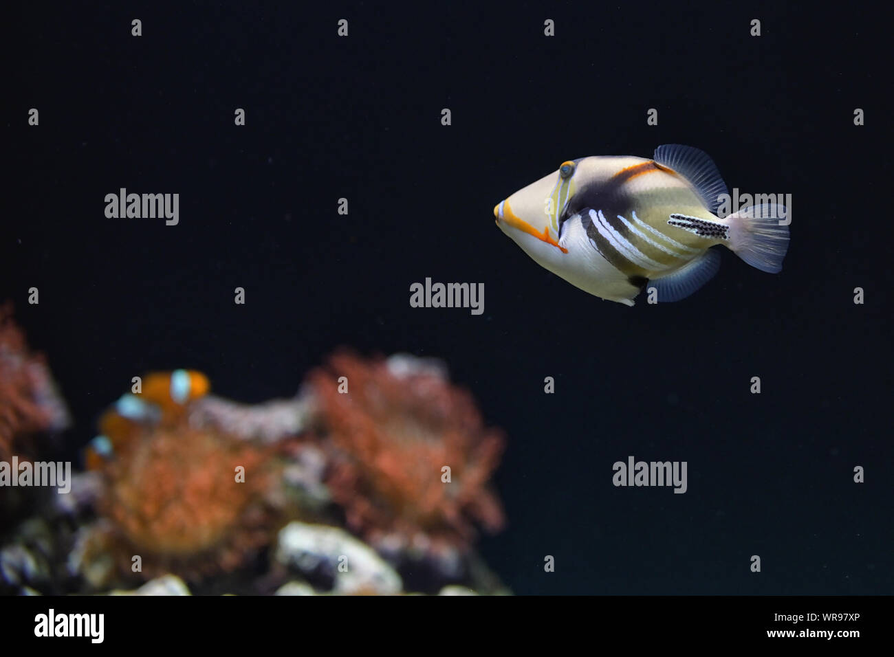 Great barrier reef clown fish hi-res stock photography and images - Alamy