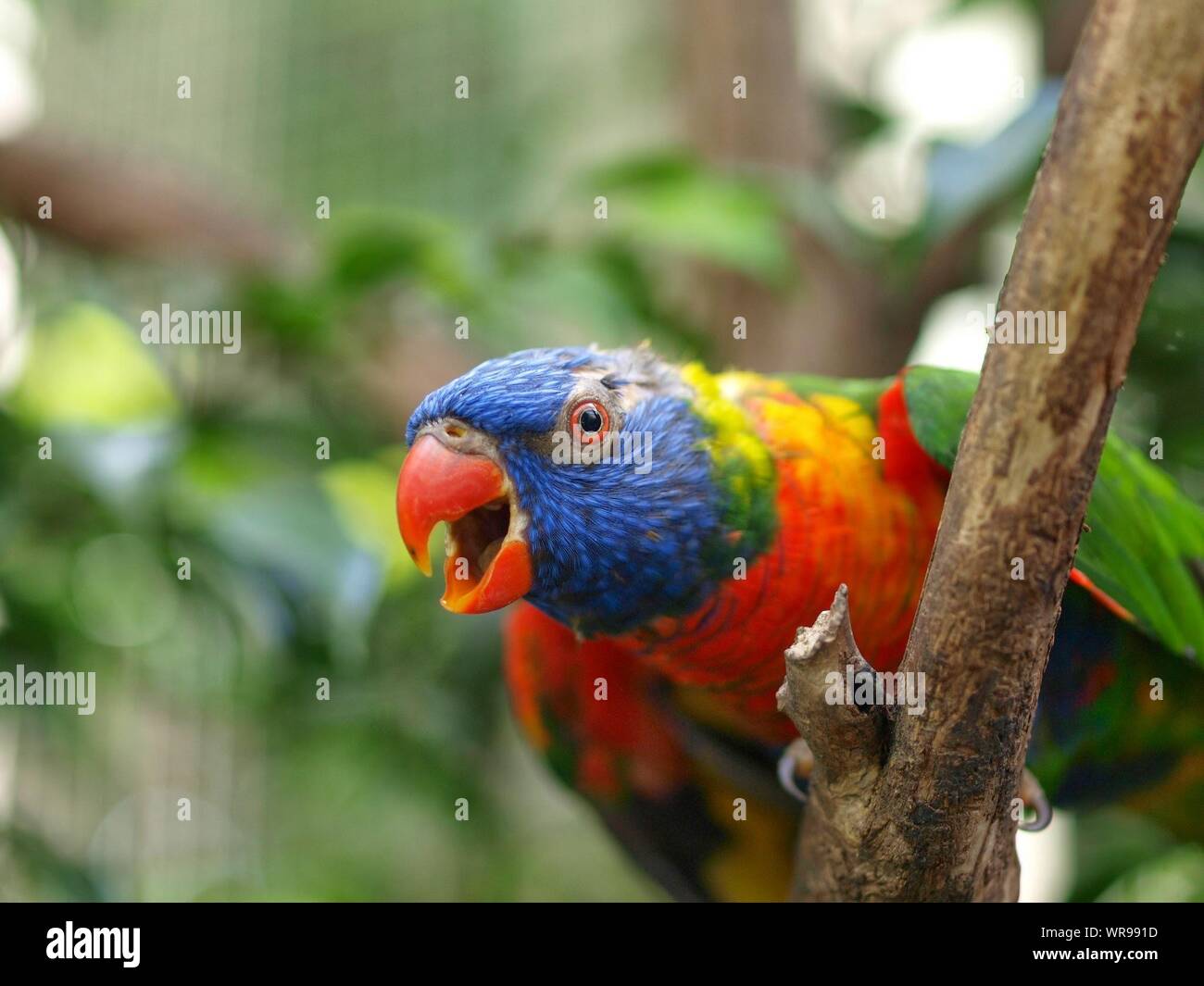 Rainbow Lorikeet High Resolution Stock Photography and Images - Alamy