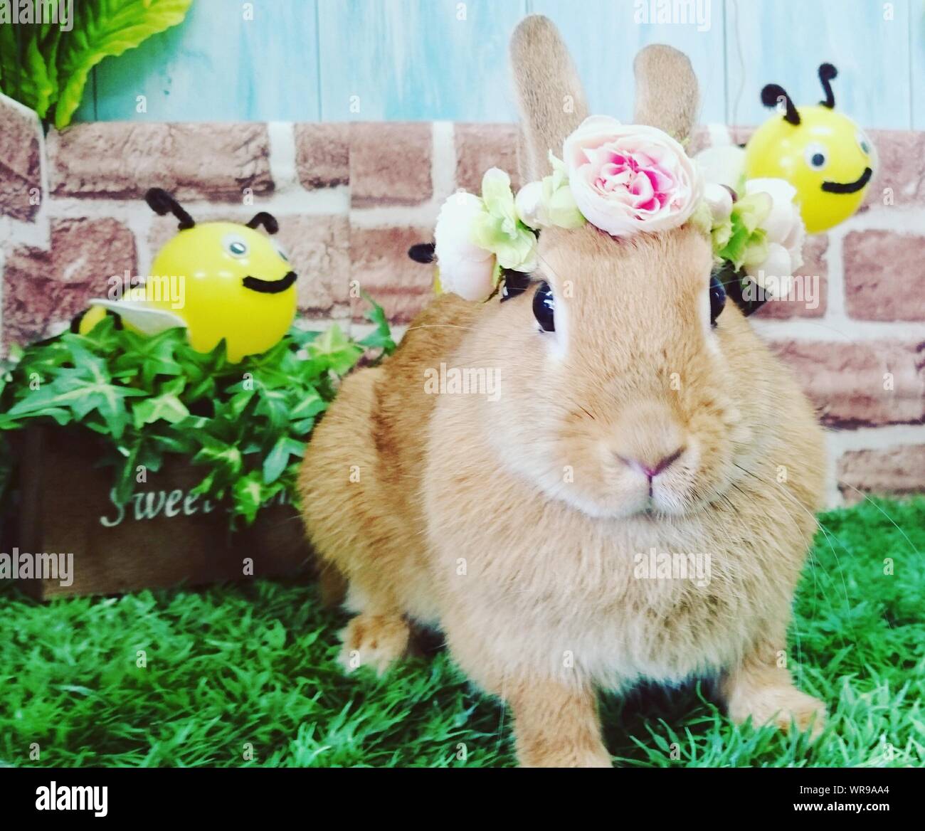Rabbit flowers hi-res stock photography and images - Alamy