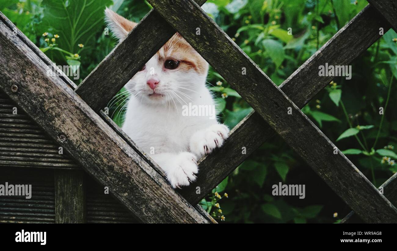 Peeping cat hi-res stock photography and images - Alamy