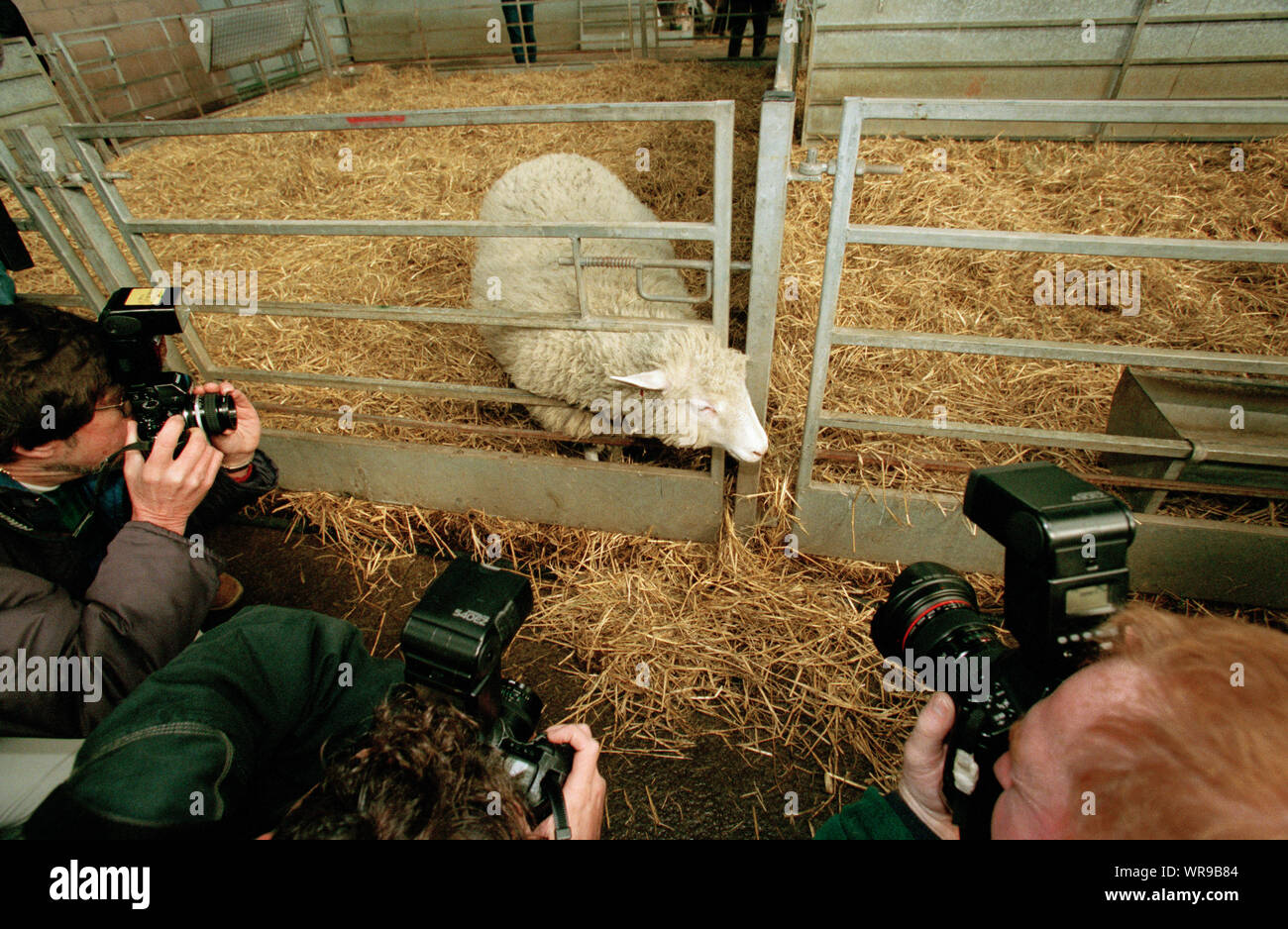 Dolly worlds first cloned mammal hi-res stock photography and images ...