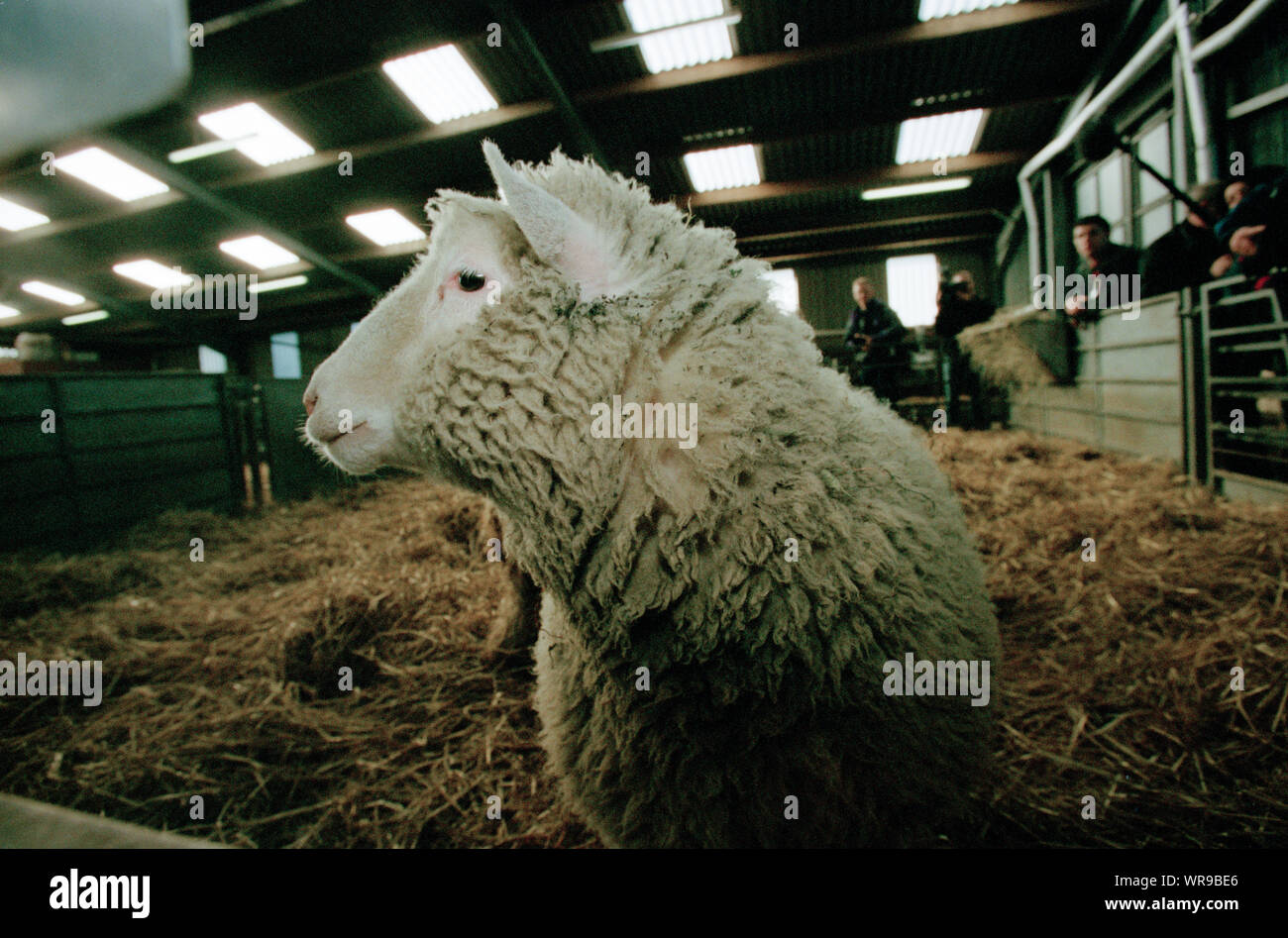Dolly The Sheep Cloned 1997
