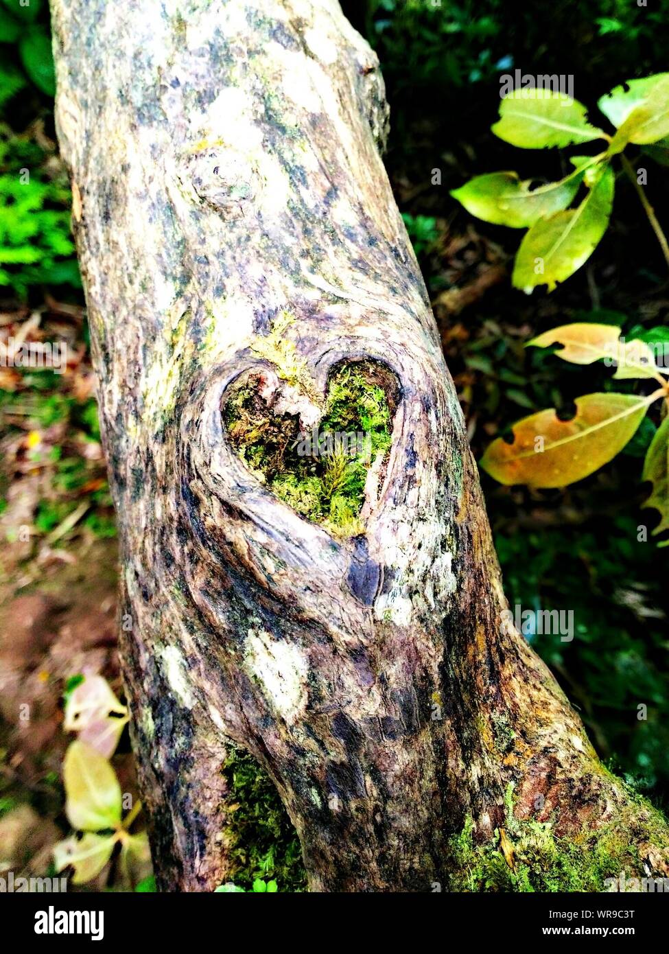 Animal tree bark shape hi-res stock photography and images - Alamy